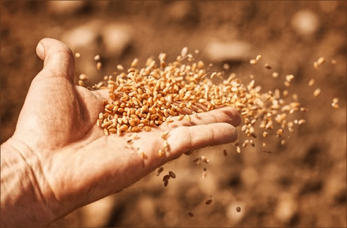 Be Encouraged To Sow The Seed – Articles For The Christian Reader